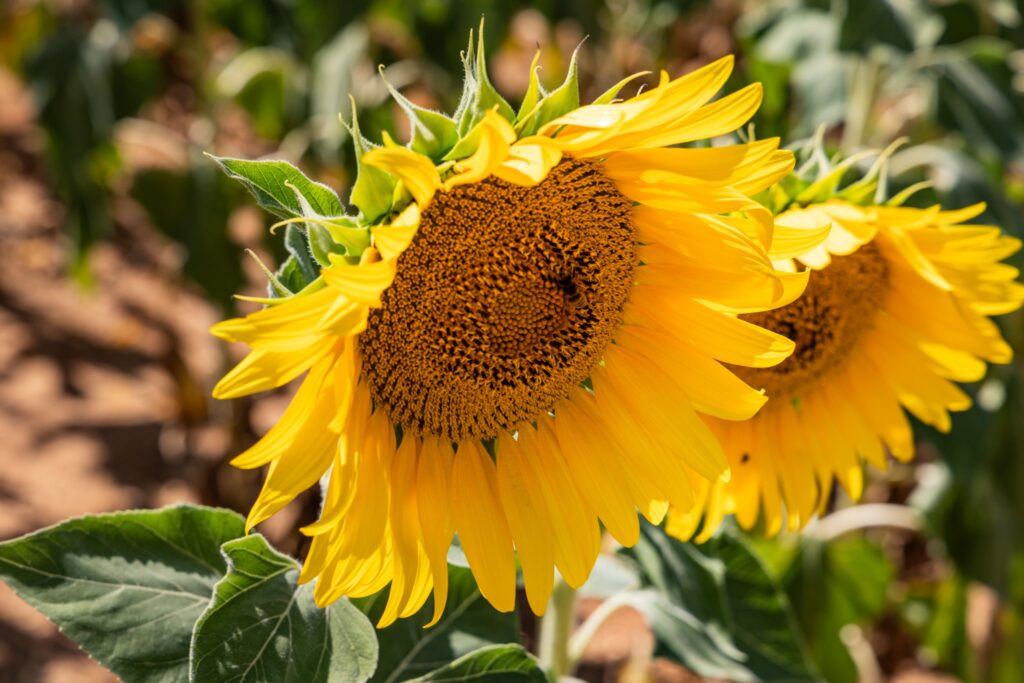 The Season of Being Seen: Best Summer Books - Dandelion Chandelier